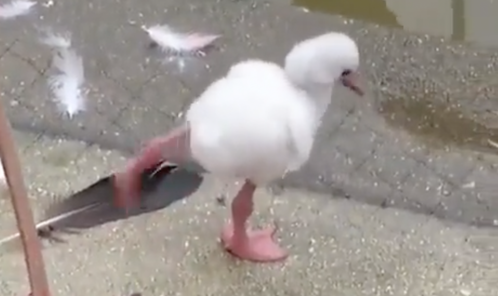 WATCH: Baby Flamingo Learns to Stand on One Leg - National Mouth