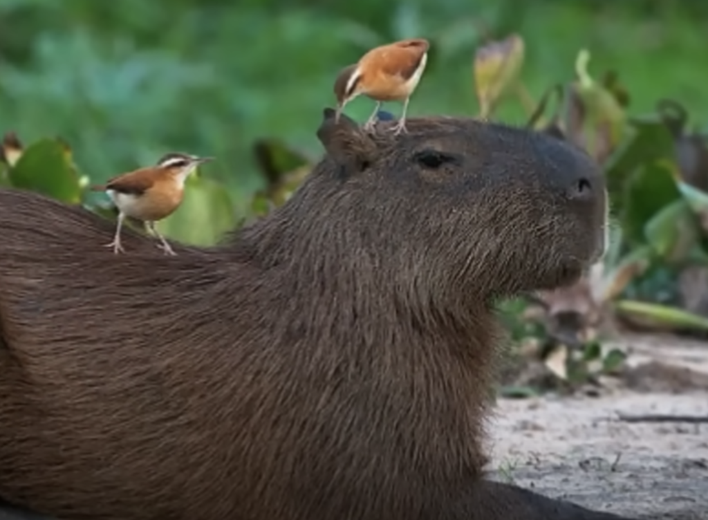 Why Do Animals Like Capybaras So Much? - National Mouth